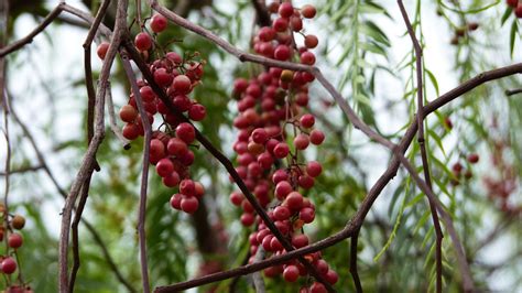 How To Grow A Peppercorn Plant At Home And Keep Your Black Pepper