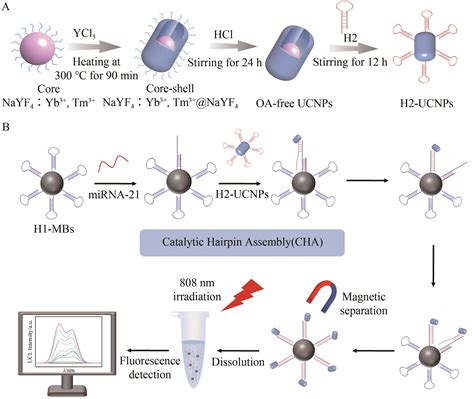 A Near Infrared Driven Signal Amplification Fluorescence Biosensor Based On Upconversion Beacon
