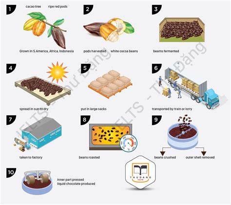 Cocoa Beans And Chocolate Process Diagram At Pedro Guevara Blog