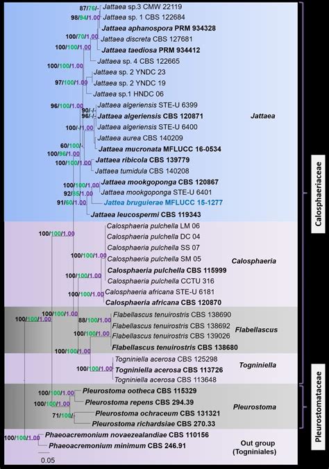 Raxml Tree Based On Analysis Of A Combined Dataset Of Its Lsu Ssu And