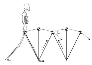 Gait Lecture Flashcards Quizlet