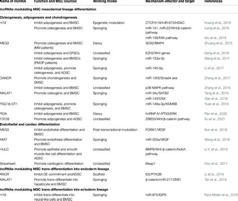 Mscs Associated Lncrnas In Multi Lineage Differentiation Download Scientific Diagram