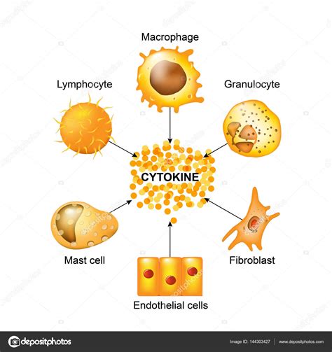 O Que Sao Citocinas Braincp