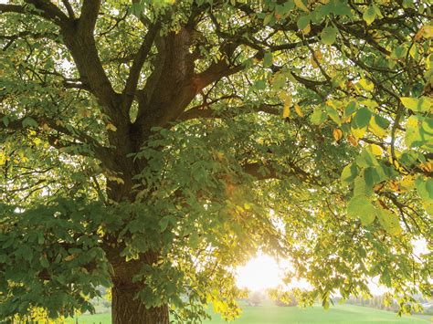 Common Walnut Tree Topics