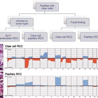 Differential Diagnosis Of Rcc With Clear Cell Cytology And Papillary
