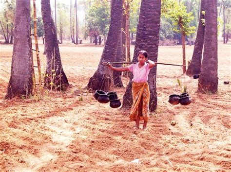 ပျောက်ကွယ်လုနီးပါးဖြစ်လာတဲ့ အညာအလှနဲ့ ထန်းပင် ထန်းသားဘဝများ Myanmarload Outdoor Outdoor