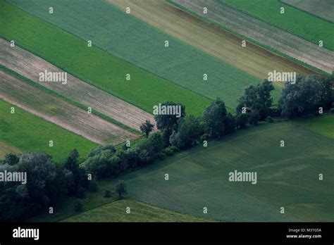 Tree Row Between Two Fields In The Summer Stock Photo Alamy