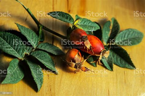 로즈 힙 열매 지점 나뭇잎 자연 배경 가을에 대한 스톡 사진 및 기타 이미지 가을 건강관리와 의술 건강한 식생활 Istock