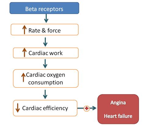 Beta Blockers A Central Role In Cardiac Disorders