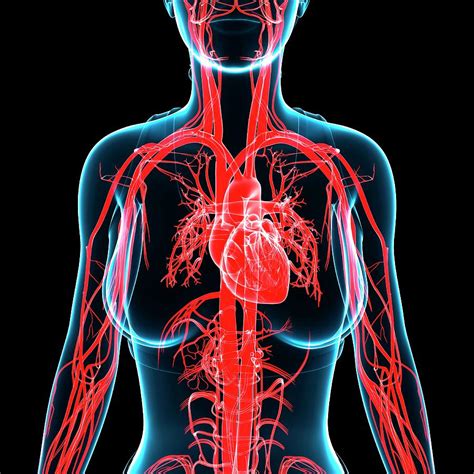 Female Cardiovascular System 297 Photograph By Pixologicstudioscience