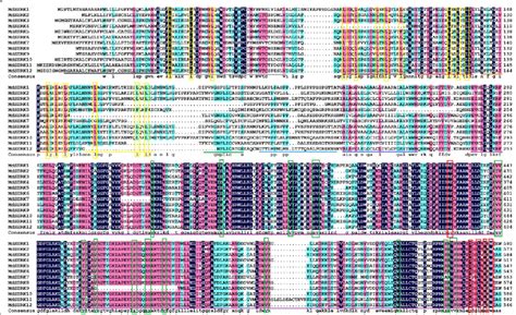 Alignment Of Multiple Apple Serk Sequences Conserved Sequence