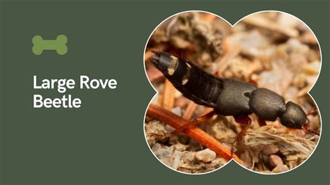 13 Types Of Rove Beetle Identification Habitat Behaviour Diet And