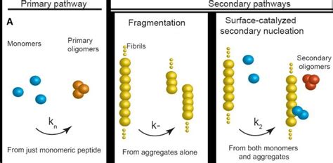 Possible Processes Of Amyloid Nucleation A Primary Nucleation When