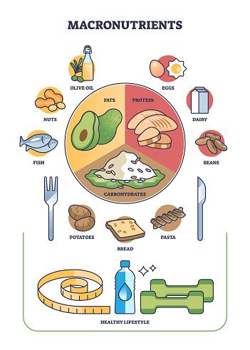 Macronutrients As Fats Protein And Carbohydrates Complex Outline