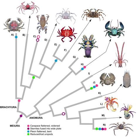 Gross Morphology In The Convergent Evolution Of Representative True