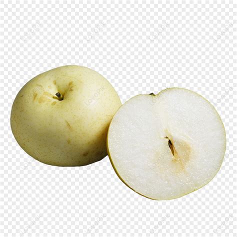 즙이 많은 다육 식물 Png 일러스트 및 벡터 이미지 무료 다운로드 Lovepik