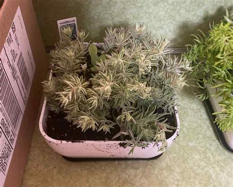 🌡 What Is A Good Temperature Range For My Sedum Lineare