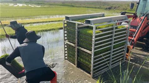 지게발용 모판상자 운반기를 직접 사용하는 영상을 찍어봤습니다 Youtube