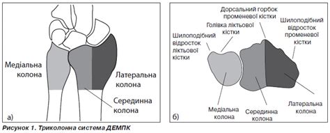 Анатомія та біомеханіка кистьового суглоба Інтернет видання Новини медицини та фармації