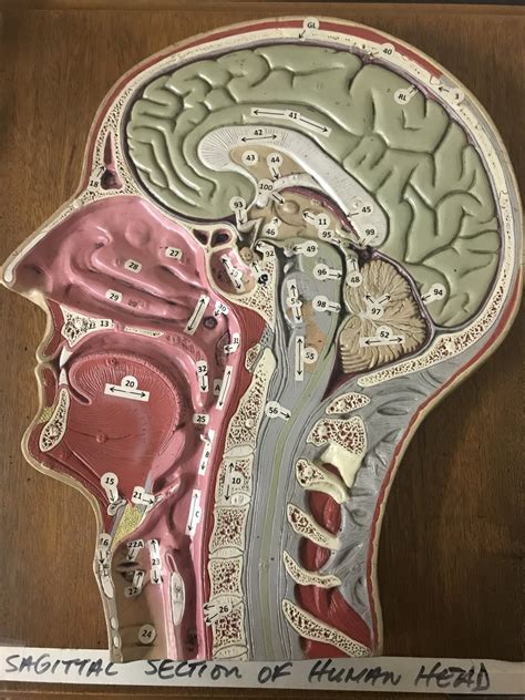 Sagittal Section Model Diagram Quizlet