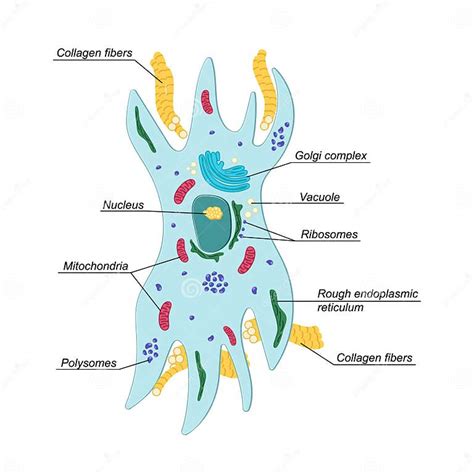 Vector Fibroblast Illustration With Description Structure Of Dermis Cell Stock Vector