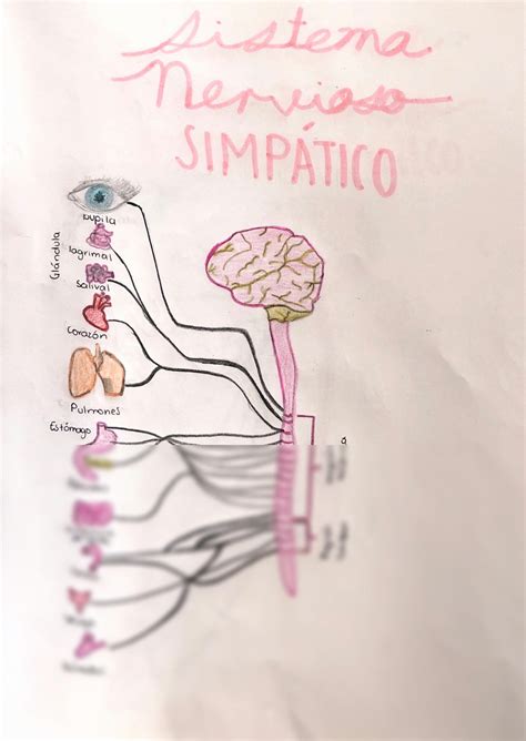 Solution Esquema De Sistema Nervioso Simp Tico Y Parasimp Tico Studypool