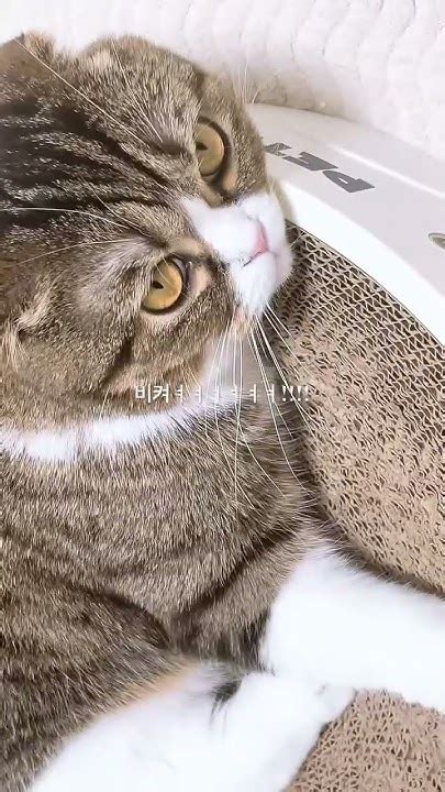 귀엽조 이모집 고양이영상 병맛 추천추천추천추천추천추천추천추천추천추천 Youtube