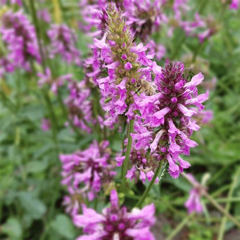 Stachys White Oak Gardens Cincinnati Oh