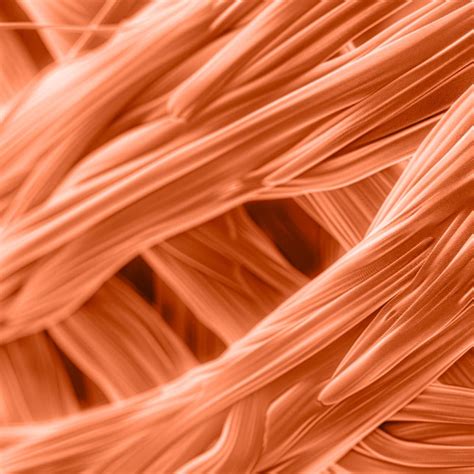 Cachexia Biomeostasis