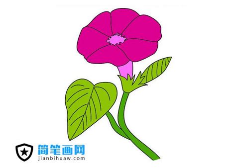 花朵图片大全简笔画 花朵图片大全简笔画带颜色 苗苗知道