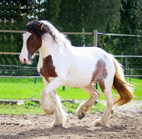 Meaghan Horses In The Netherlands