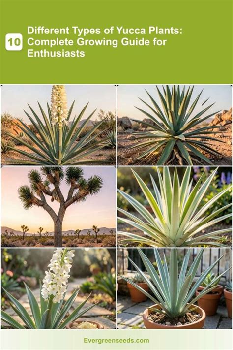 10 Different Types Of Yucca Plants Complete Growing Guide For