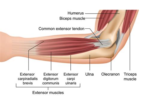 Forearm Extensor Anatomy Locating The Extensors Of The Wrist And Fingers
