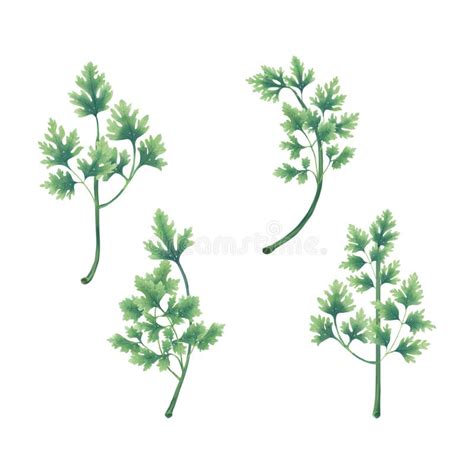 Parsley Bundle Stock Illustrations 310 Parsley Bundle Stock Illustrations Vectors And Clipart
