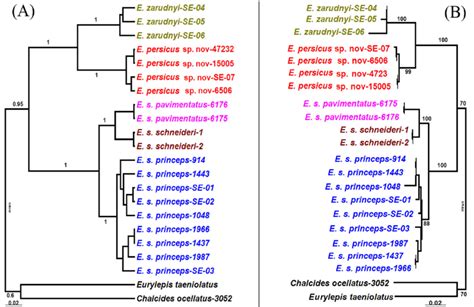 The Bayesian Tree A And The ML Tree B Based On The Concatenated Download Scientific Diagram
