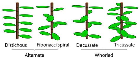 Decoding The Mathematical Secrets Of Plants Stunning Leaf Patterns