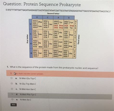 Solved What Is The Sequence Of The Protein Made From This Chegg