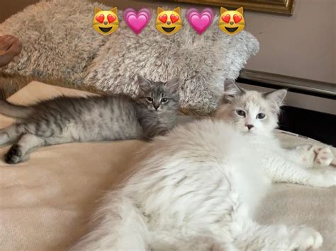 Ukrainian Russian Breeder Incompatible Microchip Scrolller