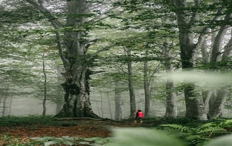 მტირალას ეროვნული პარკი Mtirala House