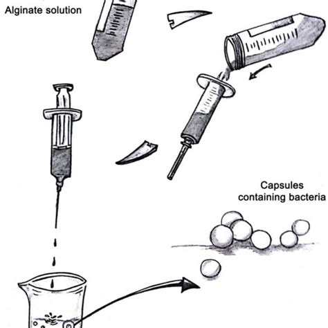 Pdf Probiotic Encapsulation