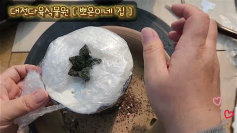 작은다육정원🩷핑크장갑🩷토마토뜰다육키핑매장 언박싱 합니다 Youtube