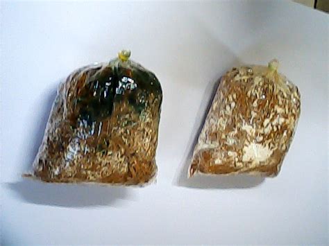 Mushroomdisease Object Detection Model By Mushroomdisease