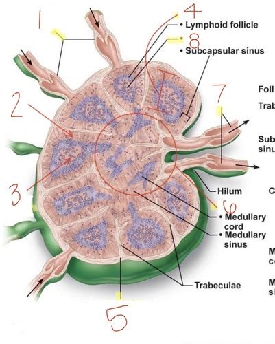A P 2 Lymphatic Lab Quiz Flashcards Quizlet A P 2 Lymphatic Lab Quiz Flashcards Quizlet