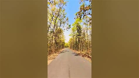 মেদিনীপুরের শাল জঙ্গলের অপরূপ সৌন্দর্য Very Beautiful Forest Shorts Vlogger Suvendu Youtube