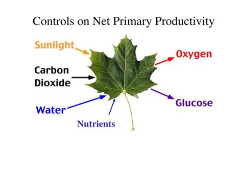 Ppt Ecosystem Type Net Primary Productivity Powerpoint Presentation Id 5848783