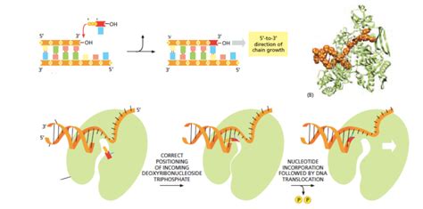 Cell Cycle Dna Replication Diagram Quizlet