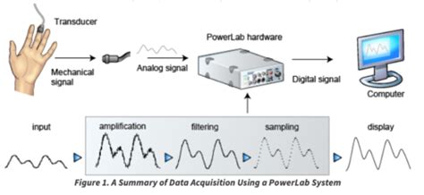 AP Lab Midterm Flashcards Quizlet