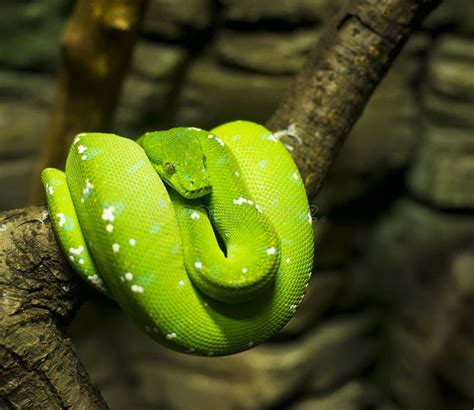 serpent vert de python d arbre viridis de chondropython image stock