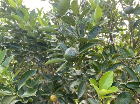 Calamansi Merged Seg 2 Instance Segmentation Dataset By Dataset