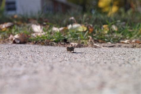 Slice With Grasshopper By Ttbek On Deviantart Slice With Grasshopper By Ttbek On Deviantart